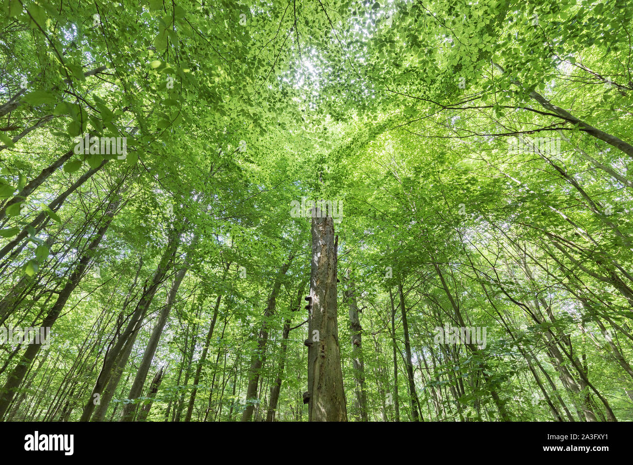 German forest beech wood hi-res stock photography and images - Alamy