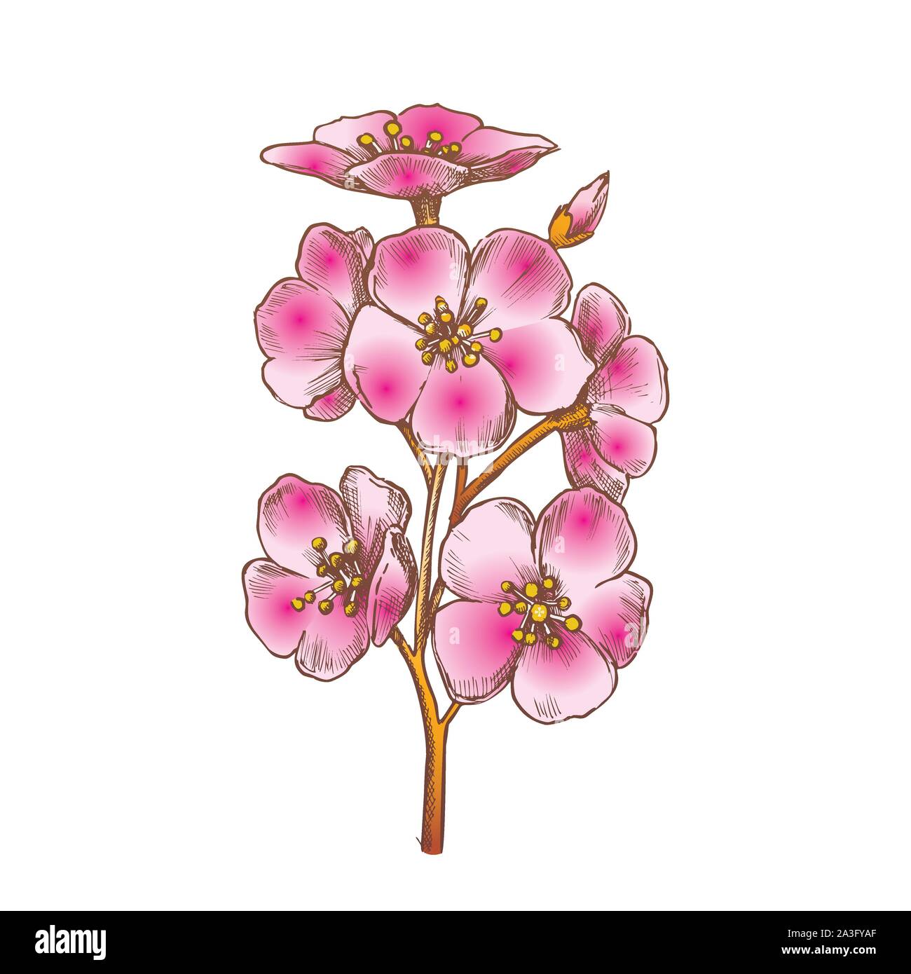 Sakura Asian Blooming Tree Element Color Vector Stock Vector Image ...