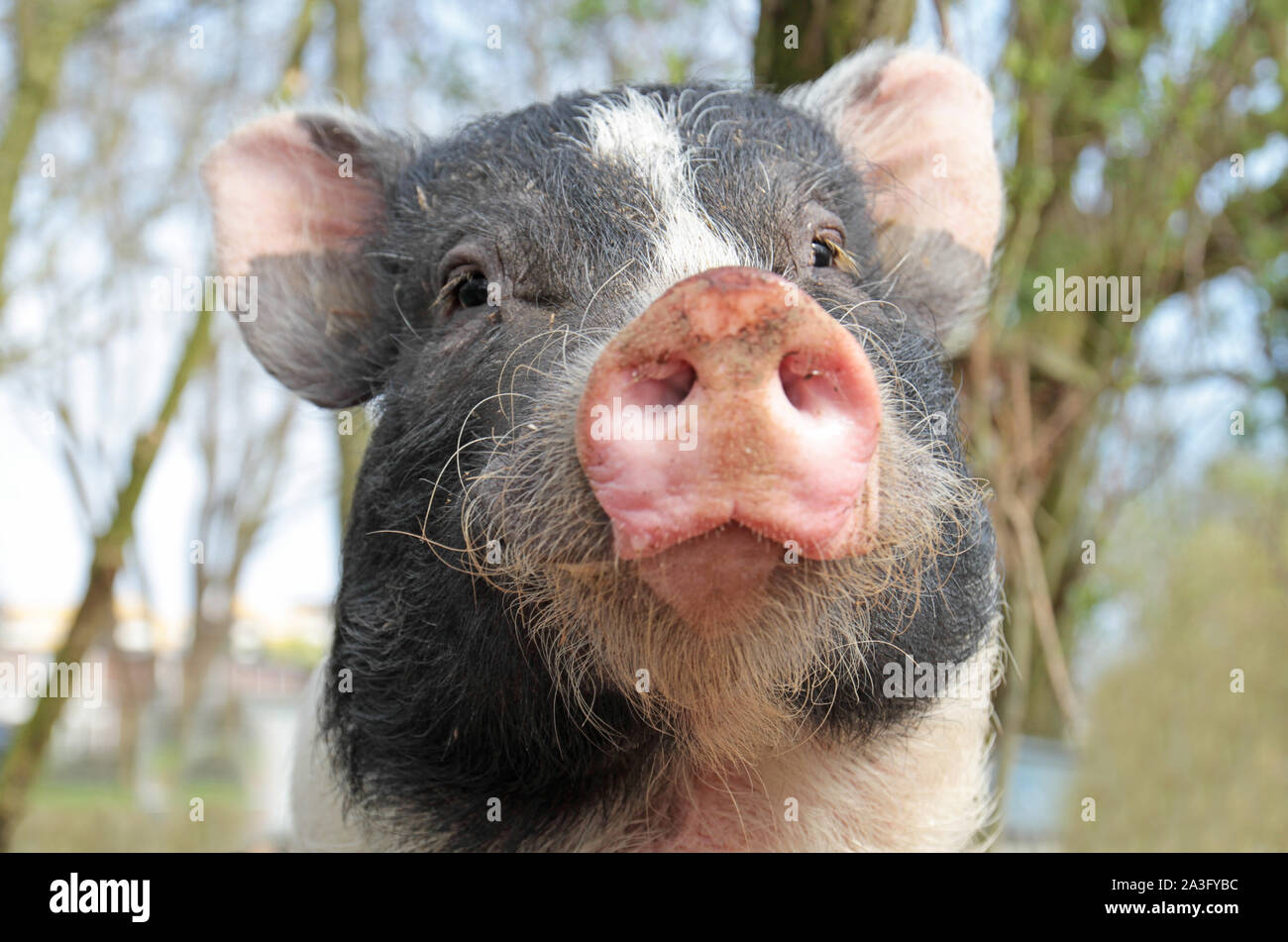 Razorback pig hi-res stock photography and images - Alamy