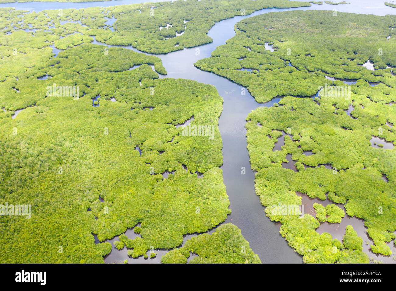 Mangroves, top view. Mangrove forest and winding rivers. Tropical ...