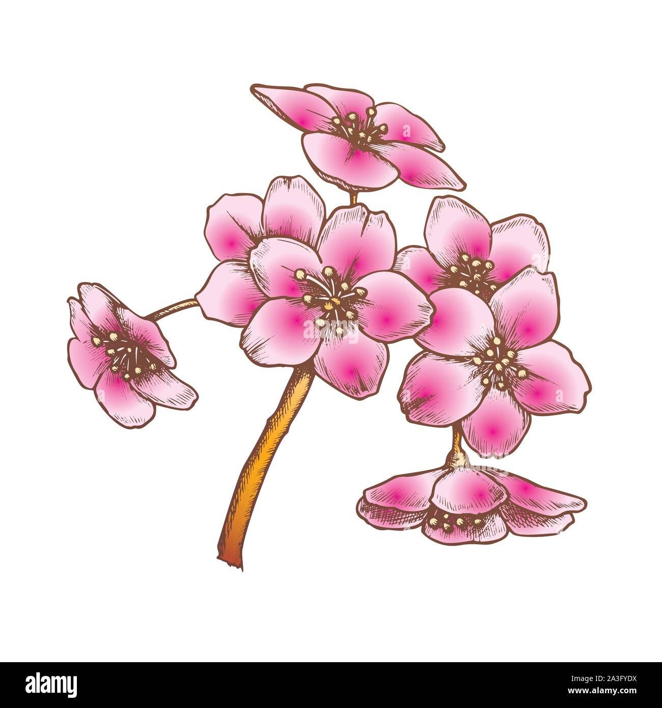 Sakura Flower Branch Cherry Blossom Color Vector Stock Vector Image ...