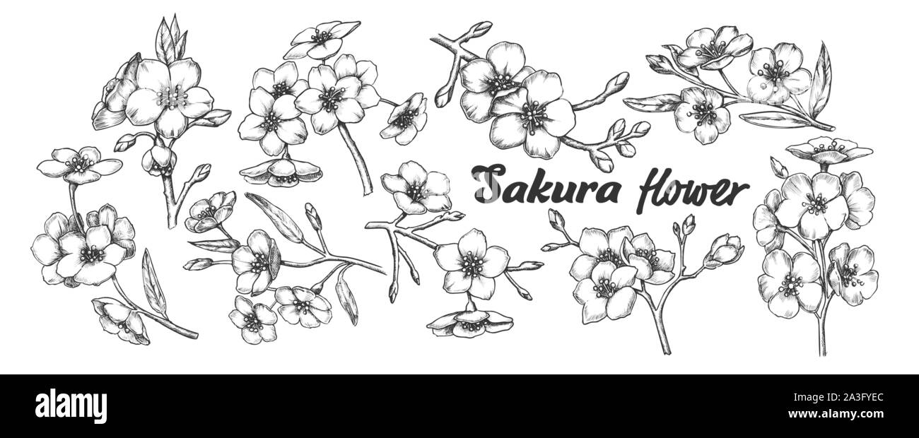 Sakura Collection Tree Branches Set Vintage Vector Stock Vector Image ...