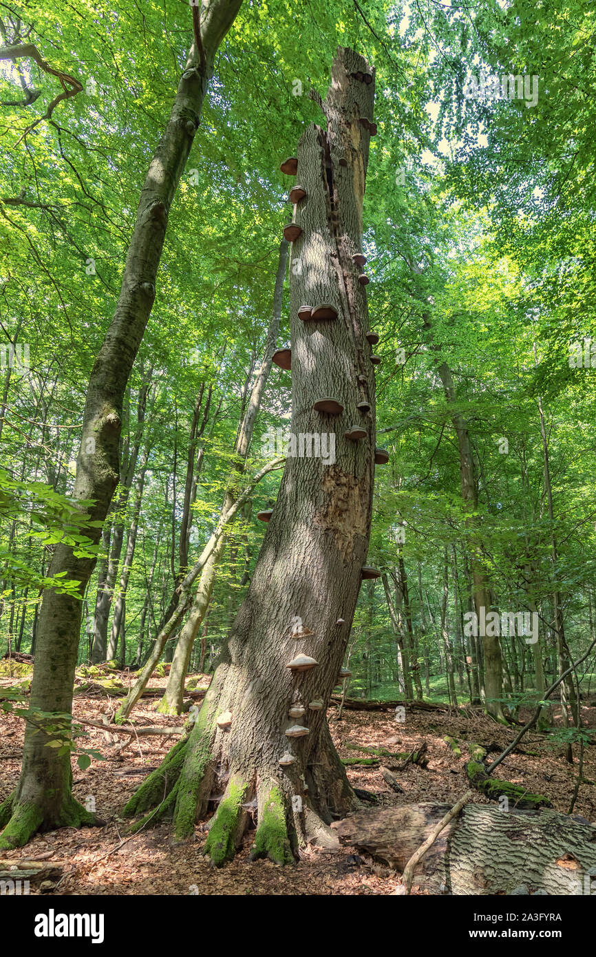 standing deadwood in german beech forest Stock Photo - Alamy