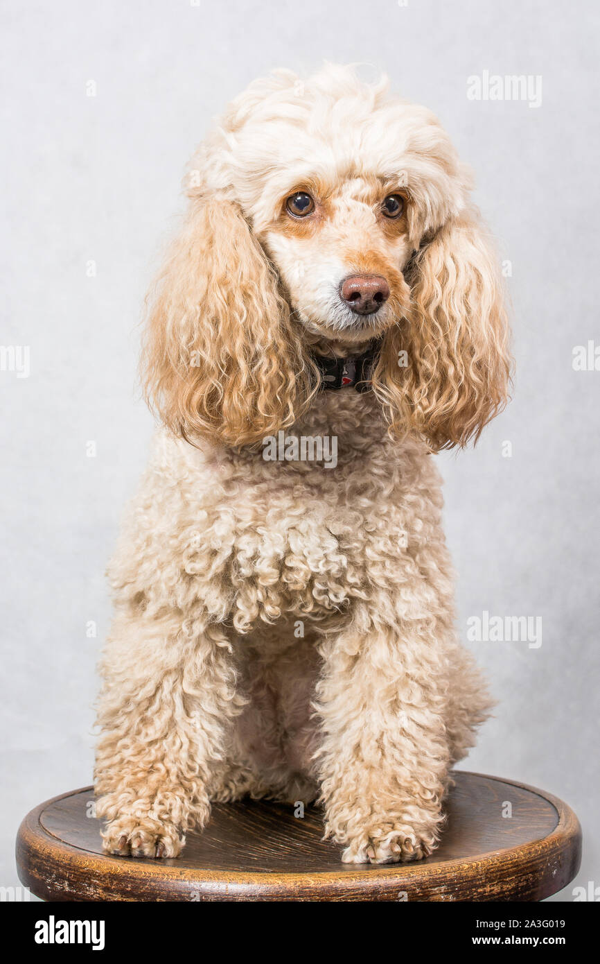 Creamy poodle sitting on the chair on white background Stock Photo - Alamy