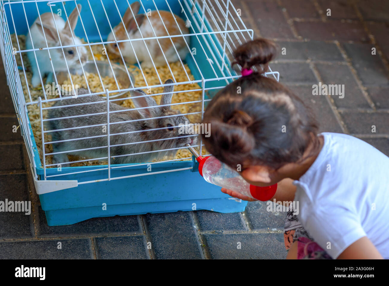 Cute little girl feeding rabbit on the farm. Toddler child give water ...