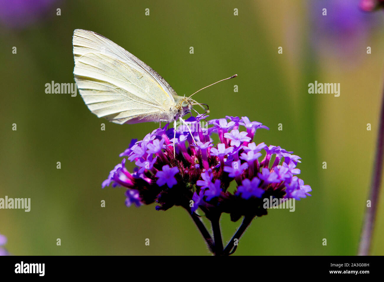 Female cabbage white butterfly hi-res stock photography and images - Alamy
