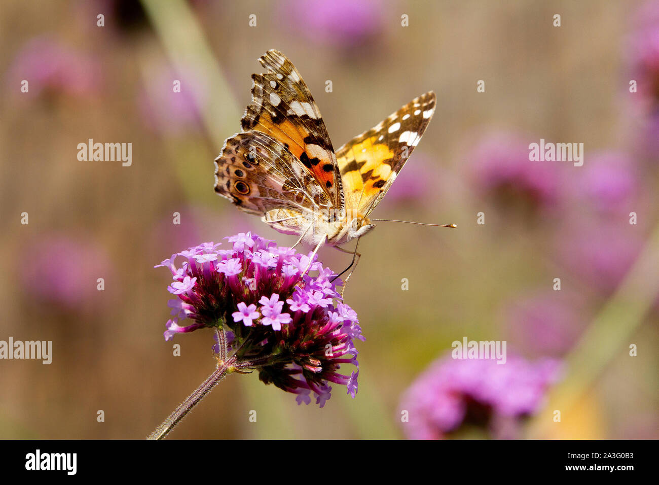 Lady butterflies hi-res stock photography and images - Alamy