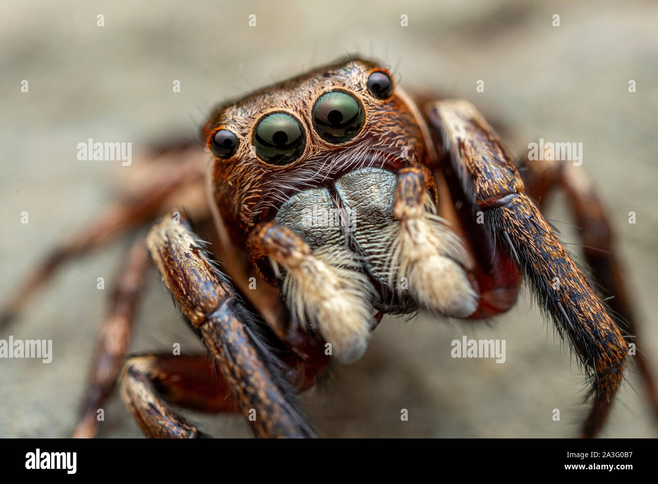 The Northern Jumping Spider, Euryattus sp., with large eyes and fluffy ...