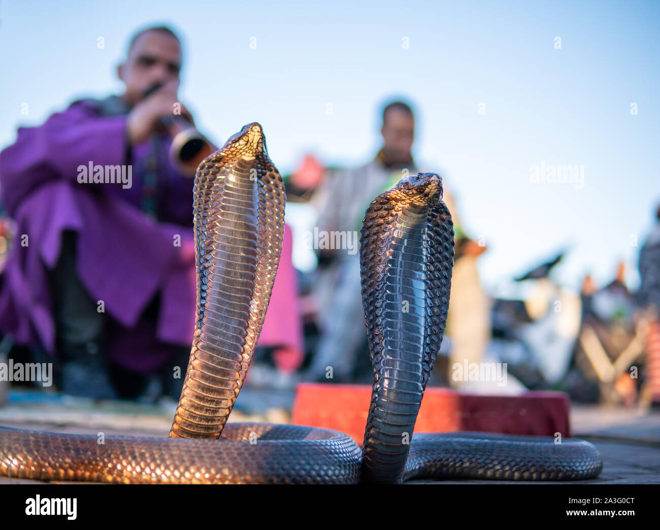 India girl cobra hi-res stock photography and images - Alamy