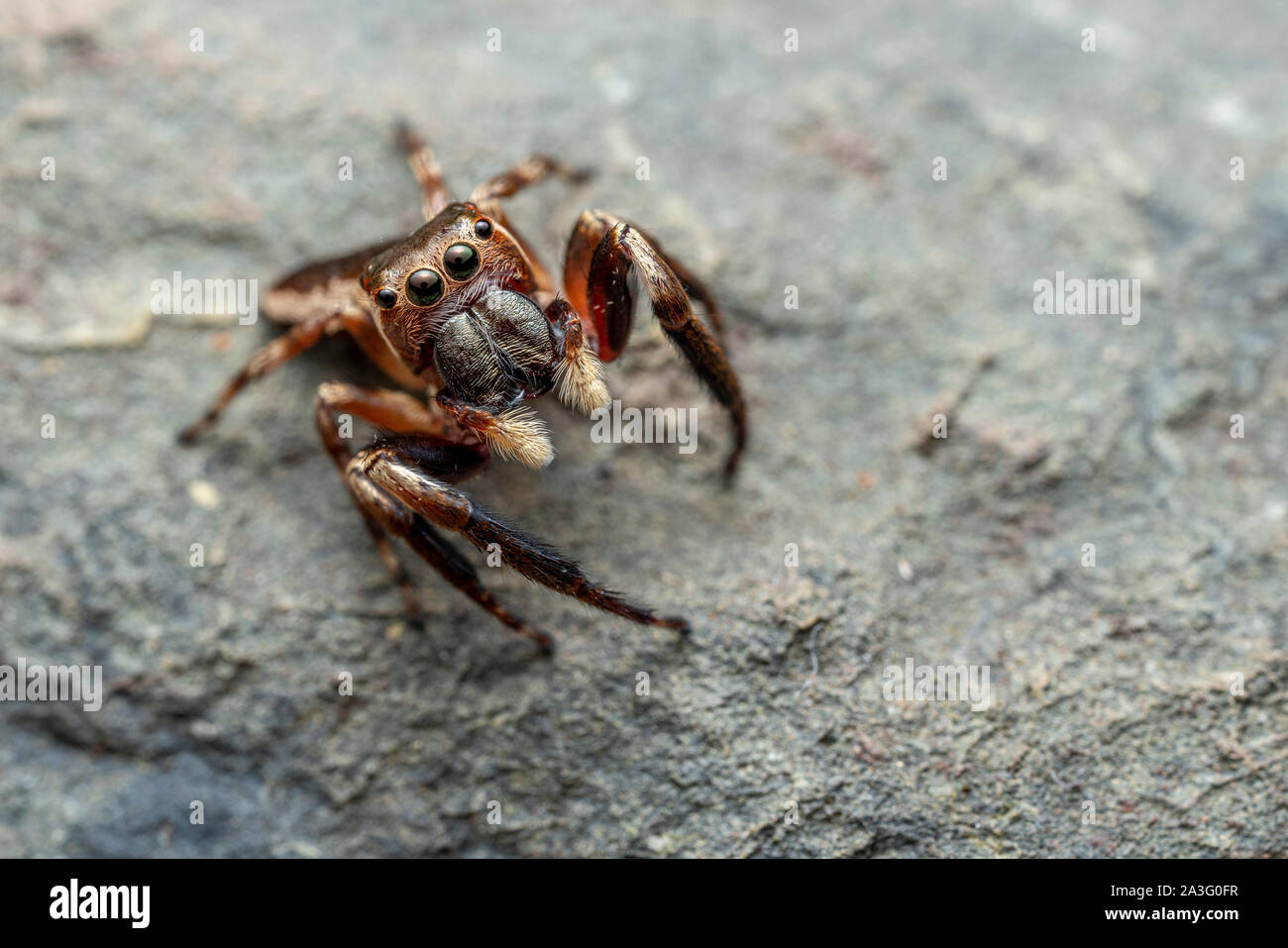 The Northern Jumping Spider, Euryattus sp., with large eyes and fluffy ...