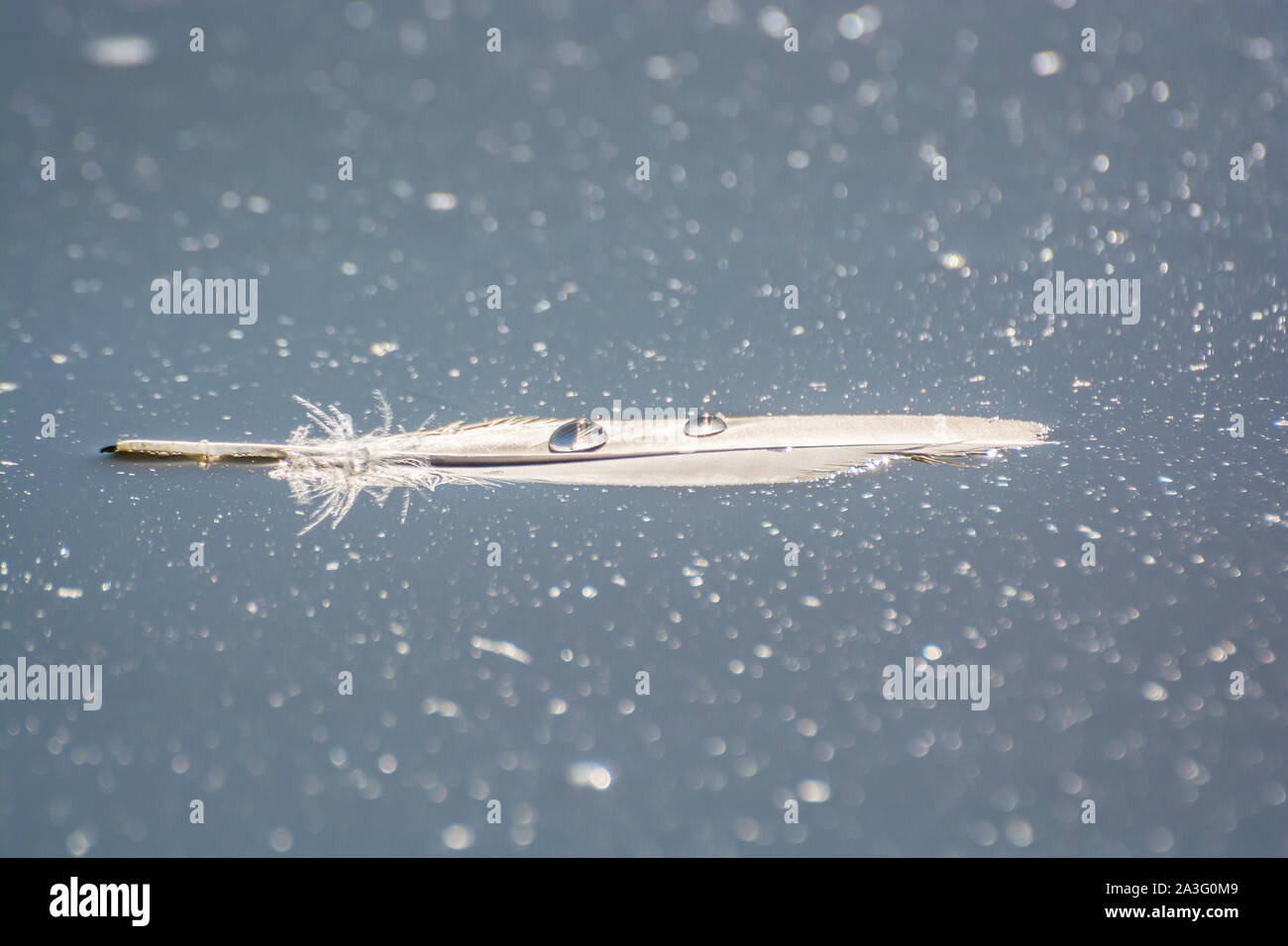 Feather water surface float hi-res stock photography and images - Alamy