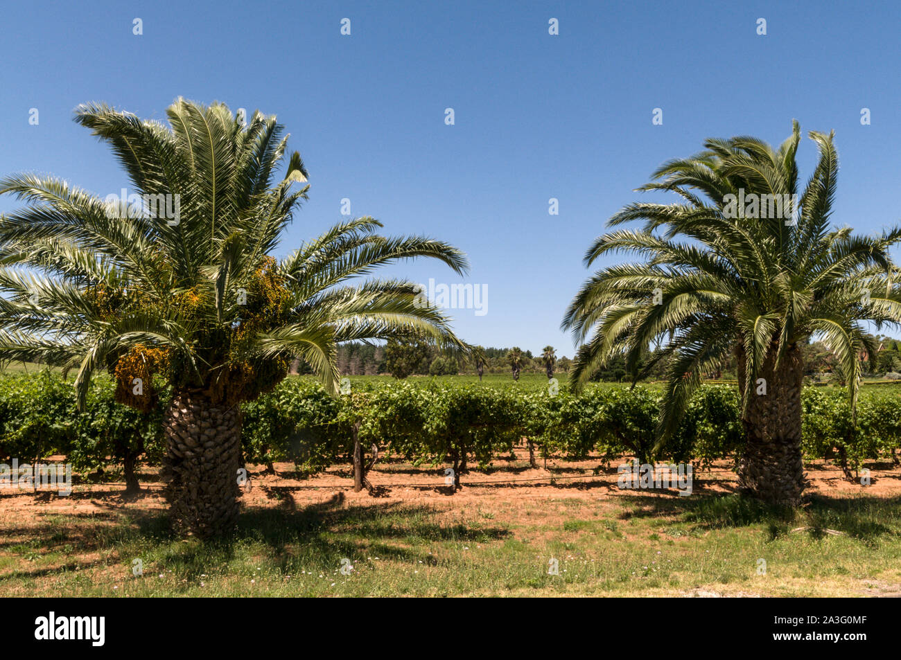 A row of distinctive palm trees along the 10km Seppeltsfield Road in ...