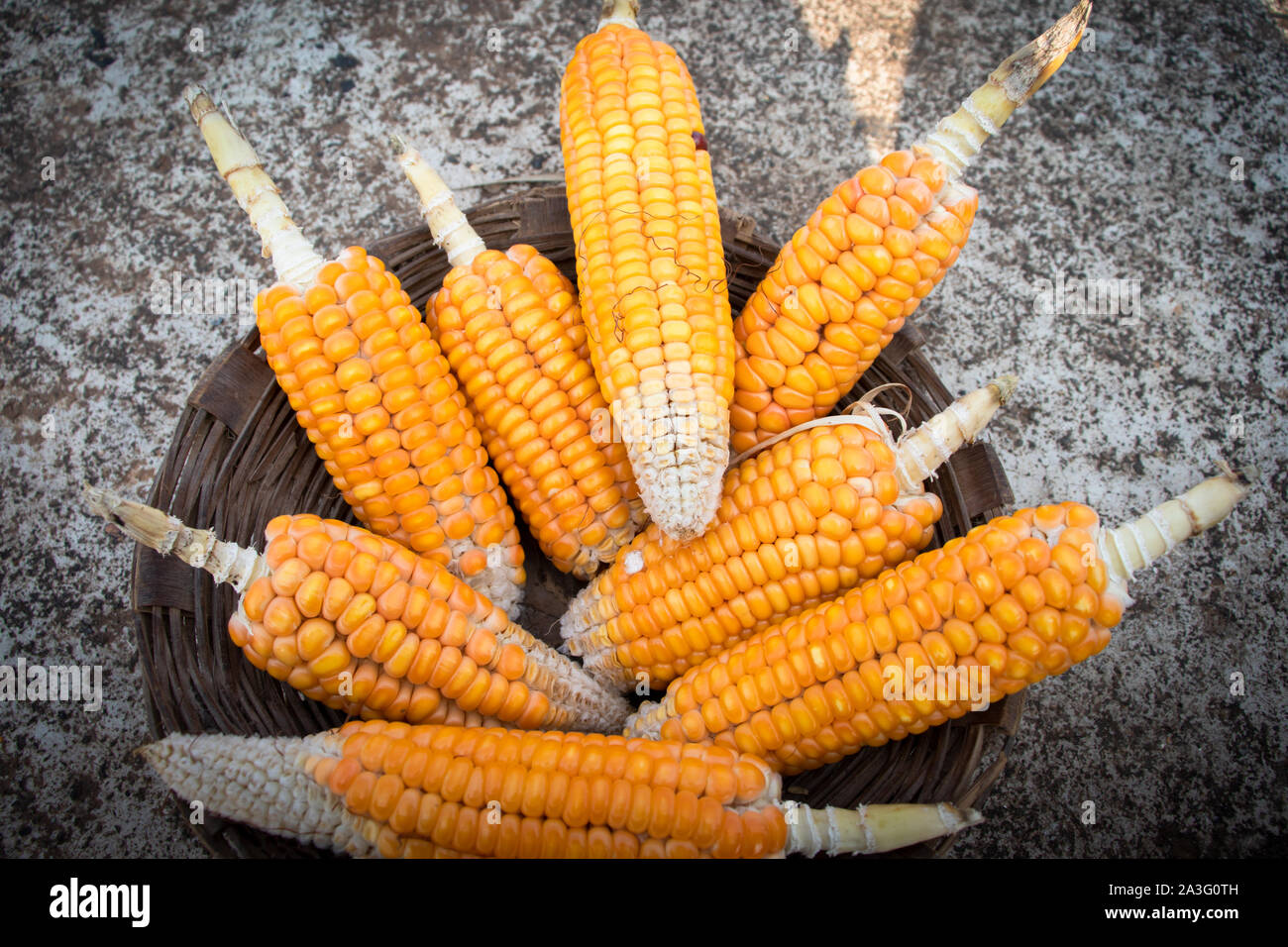 Ripe, corns, without leaves on wood basket Stock Photo - Alamy
