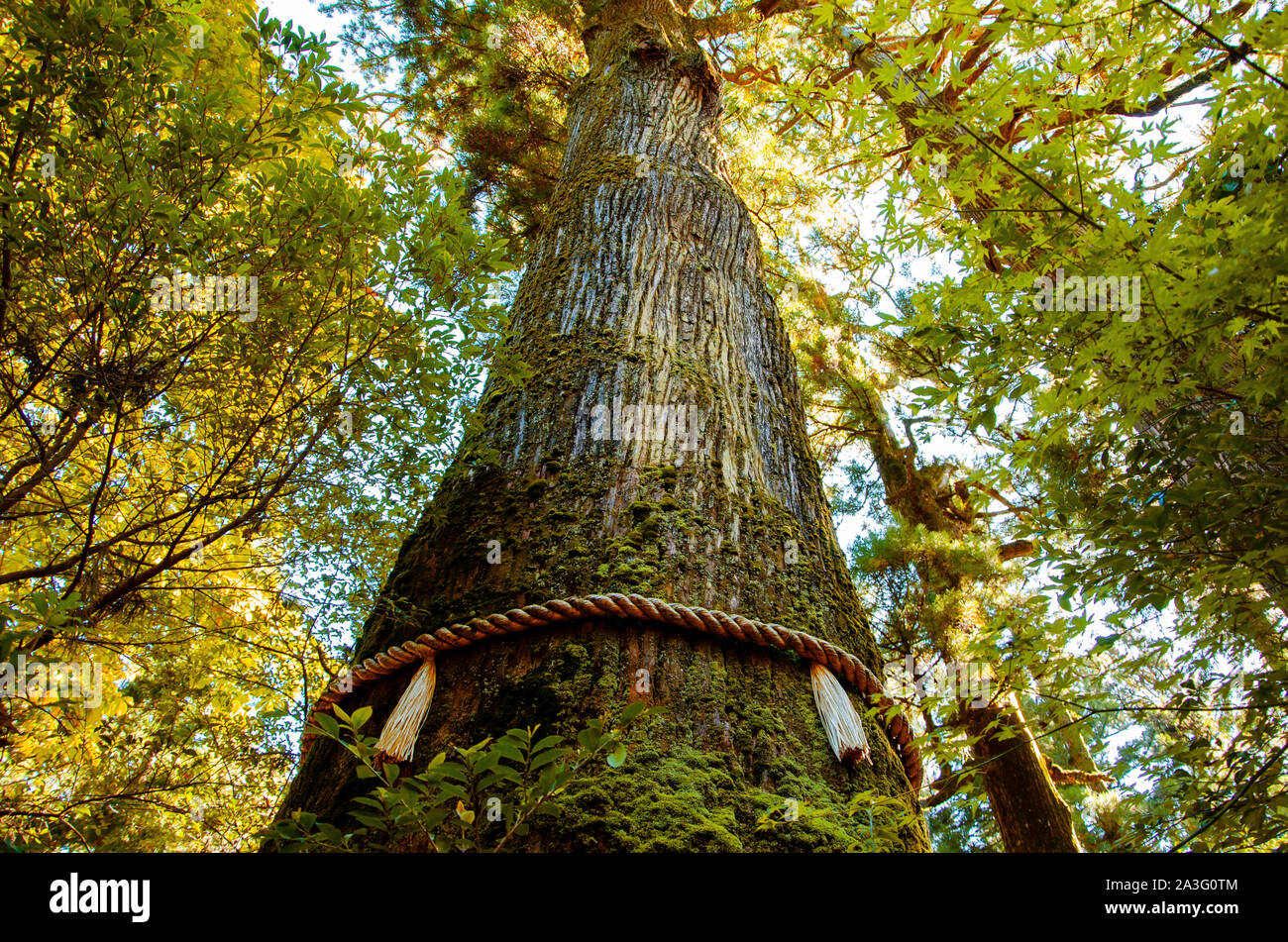 Shimenawa tree temple japan hi-res stock photography and images - Alamy