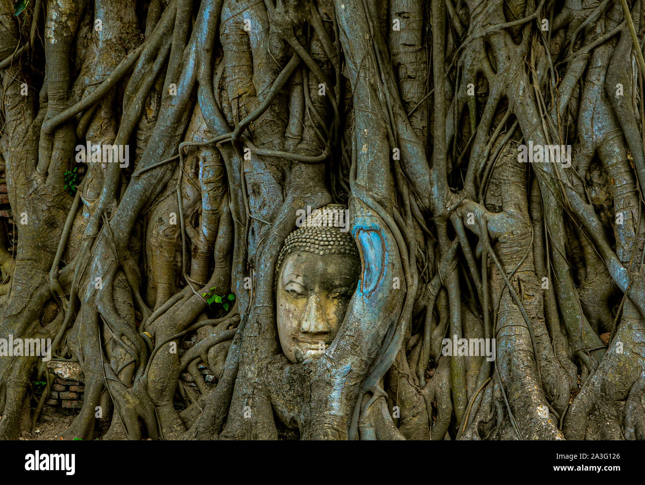 Buddha Head in Tree Roots Ayutthaya Stock Photo - Alamy