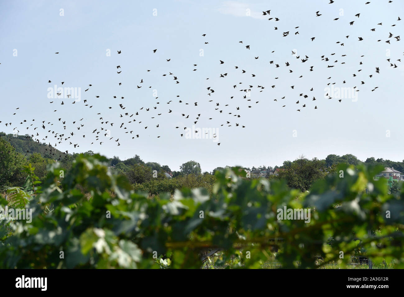 Flocks of starlings hi-res stock photography and images - Alamy