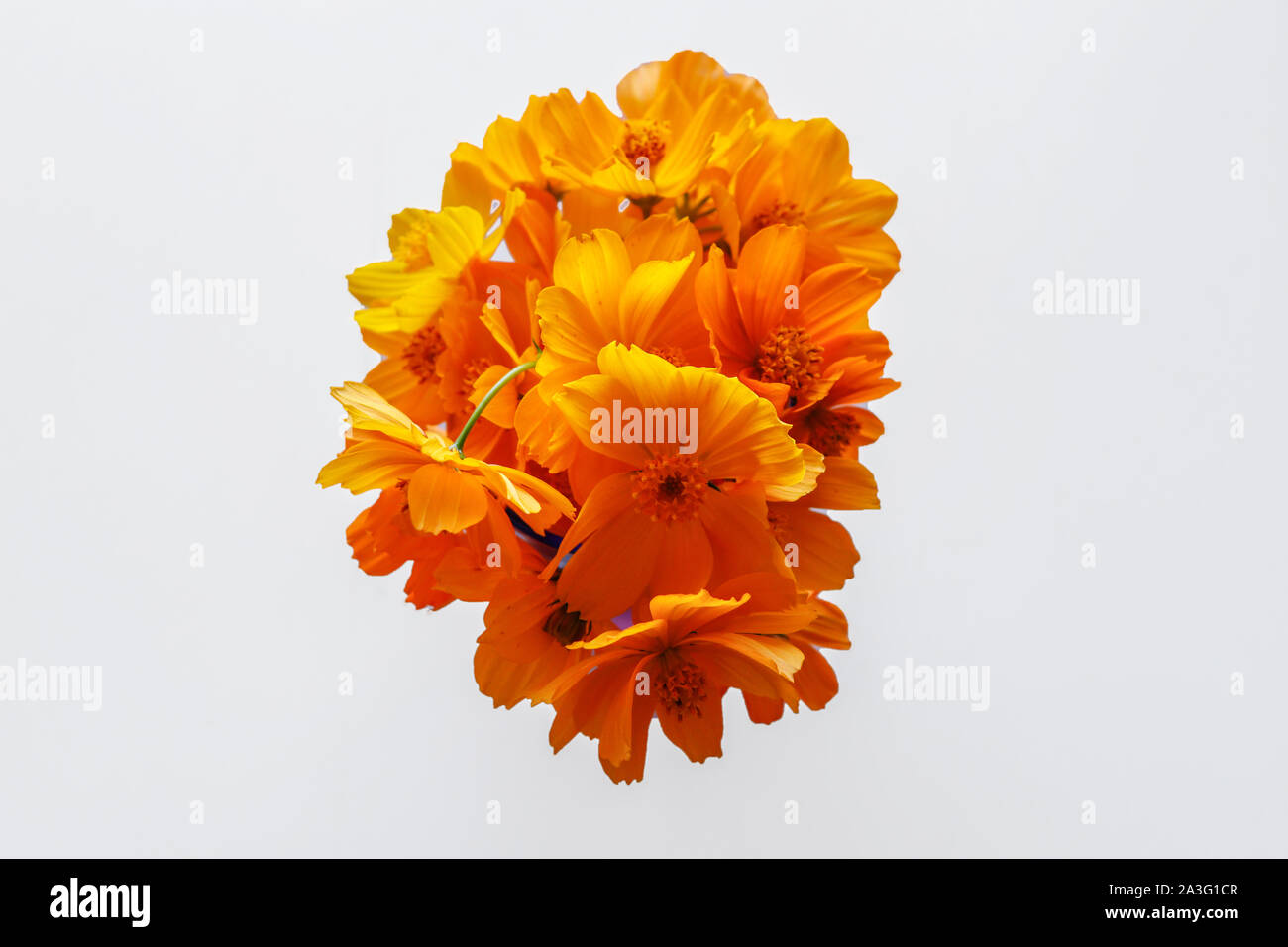 Ulam raja flower hi-res stock photography and images - Alamy