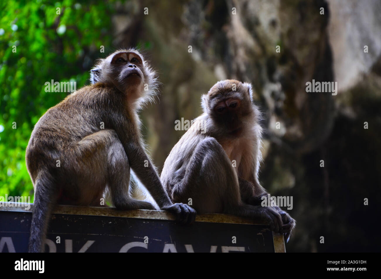 Two Monkey in Batu Caves, Kuala Lumpur, Malaysia Stock Photo - Alamy