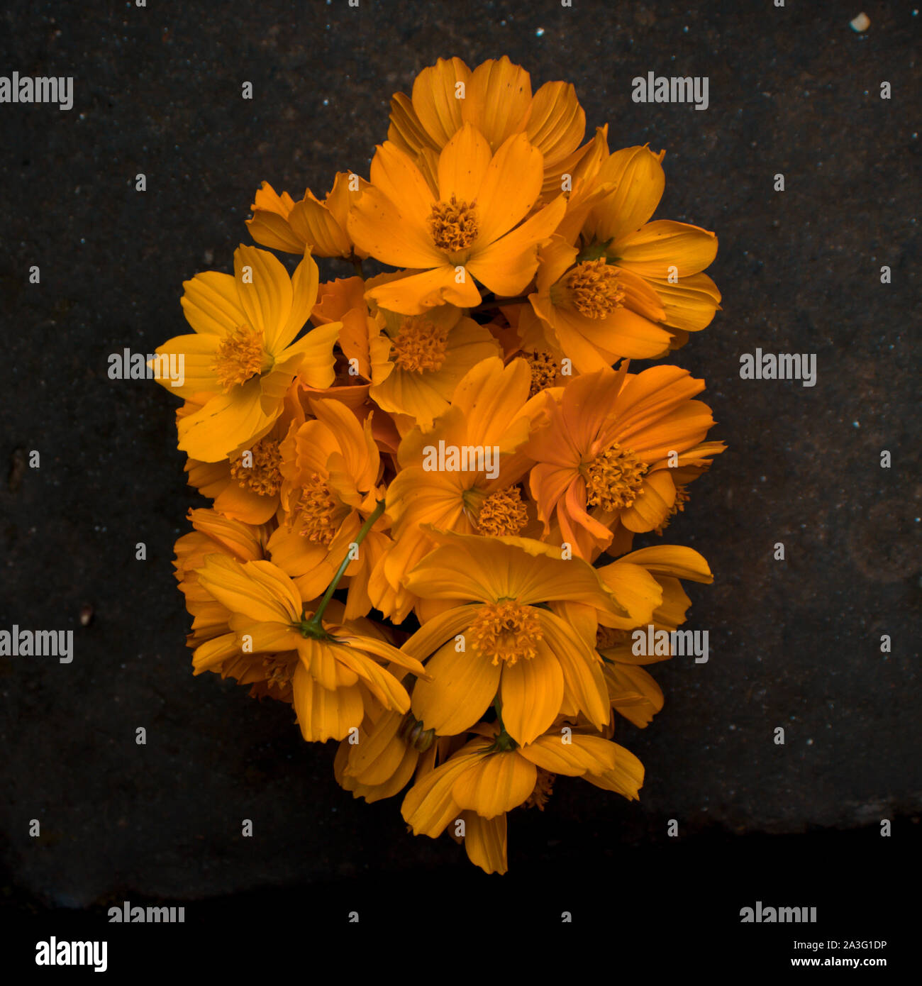Yellow ulam raja flower hi-res stock photography and images - Alamy