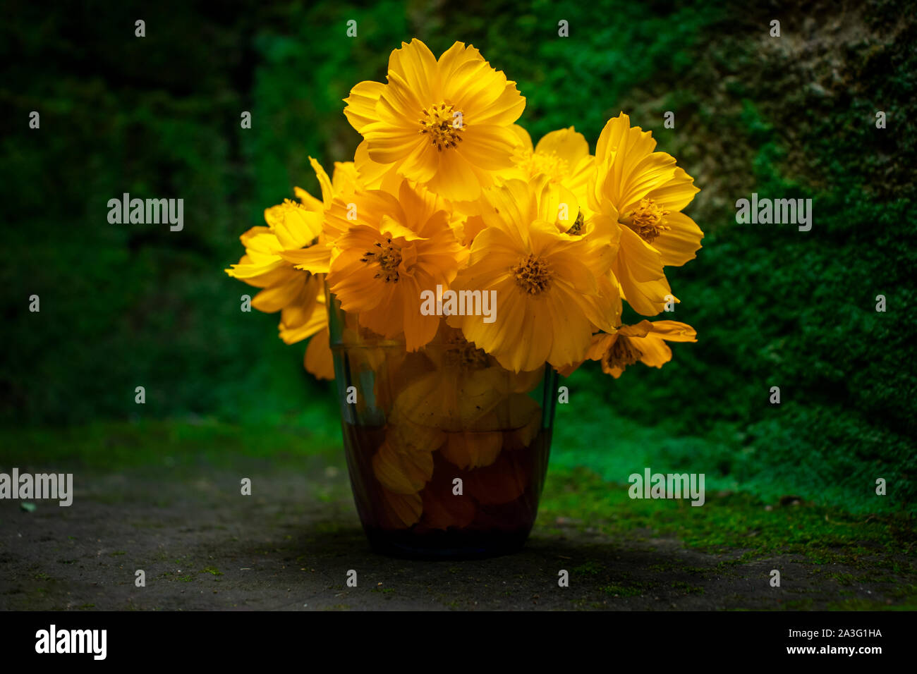 Decorative Yellow Ulam raja in vase glass, with moss Background Stock ...