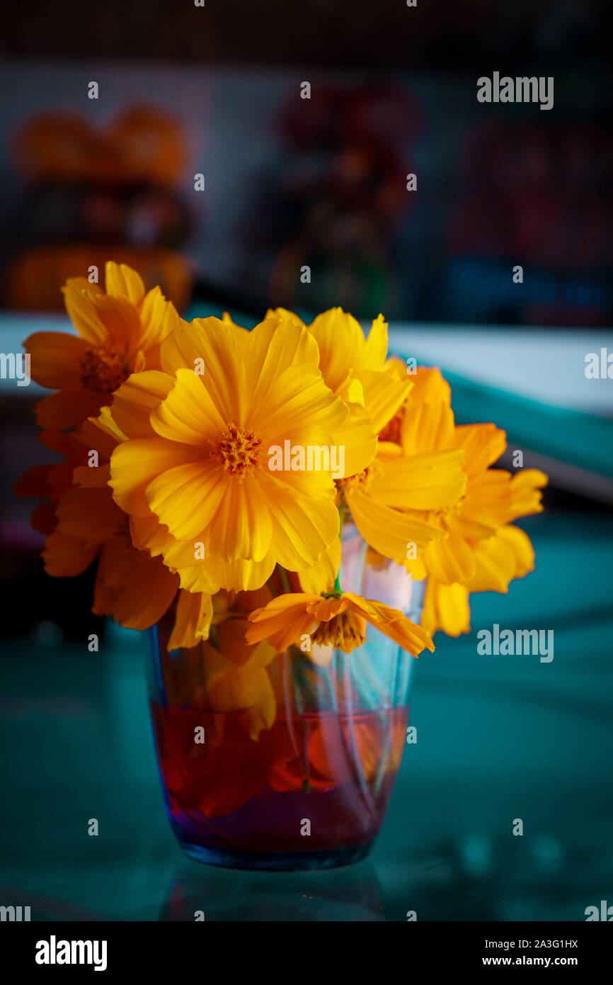 Yellow ulam raja flower hi-res stock photography and images - Alamy