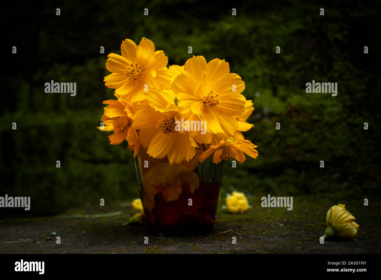 Decorative Yellow Ulam raja in vase glass, with moss Background Stock ...