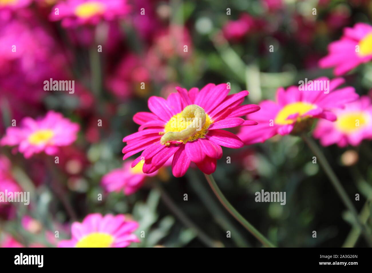 Daisy caterpillar hi-res stock photography and images - Alamy
