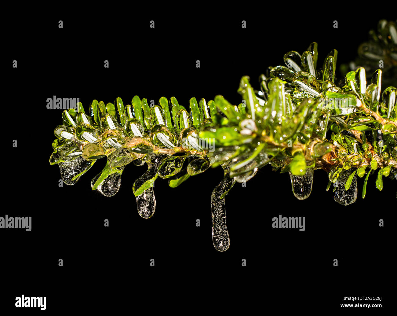 Glaze ice on plants after rain and strong winter Stock Photo - Alamy