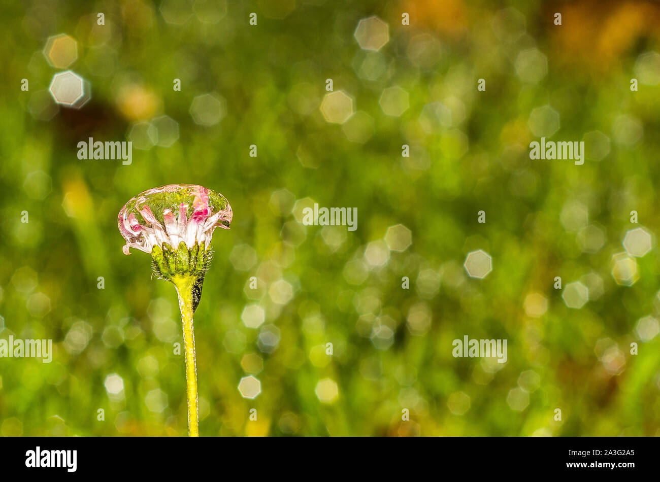 Glaze ice on plants after rain and strong winter Stock Photo - Alamy