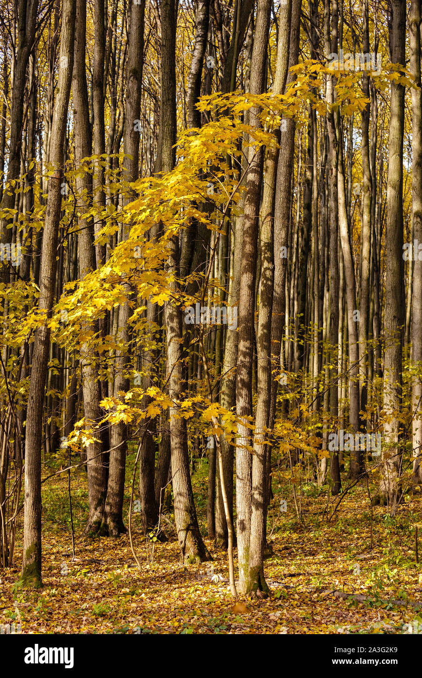 Small maple among trunks tall trees in deciduous forest Stock Photo - Alamy