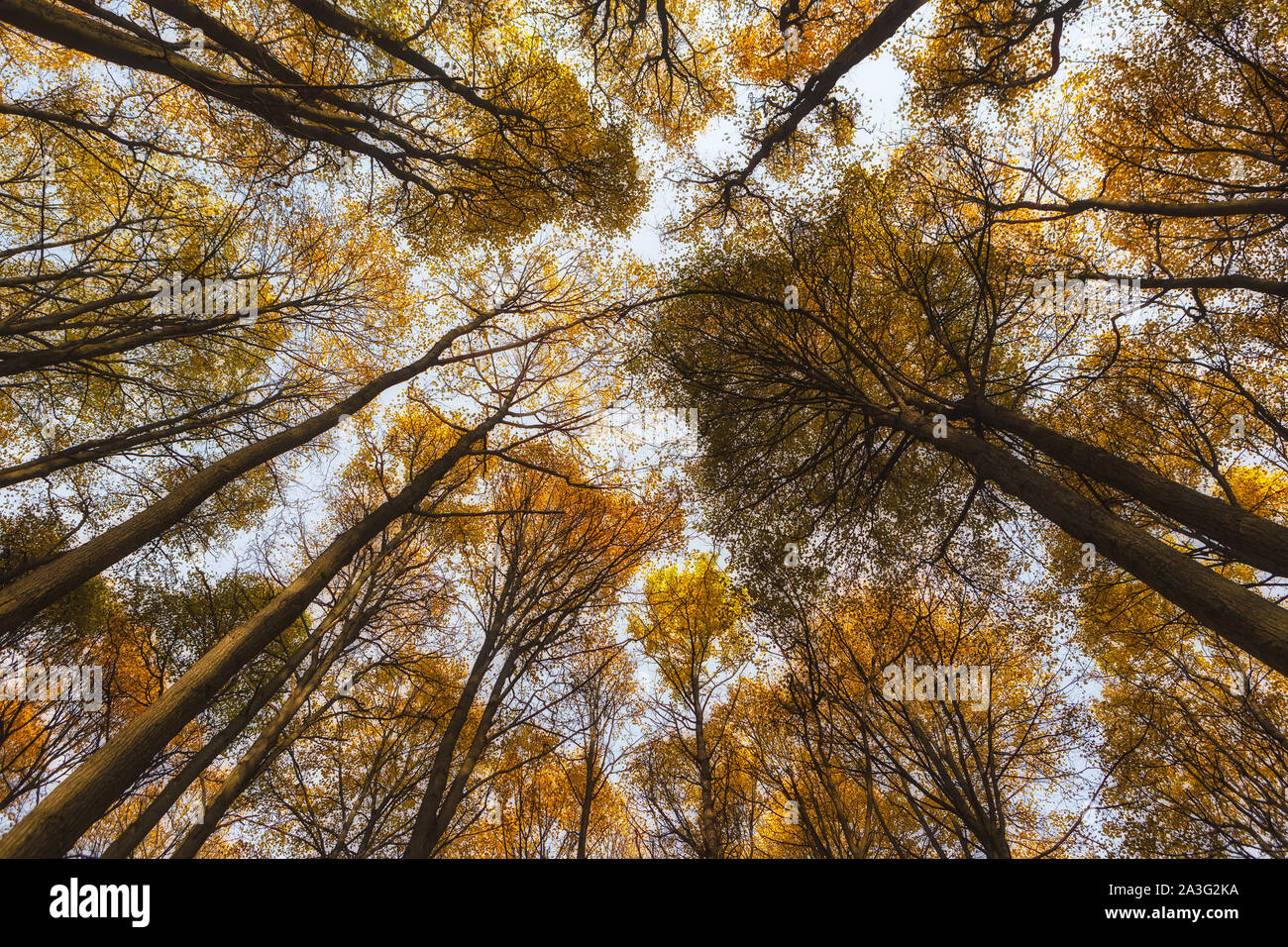 Deciduous tall tree hi-res stock photography and images - Alamy