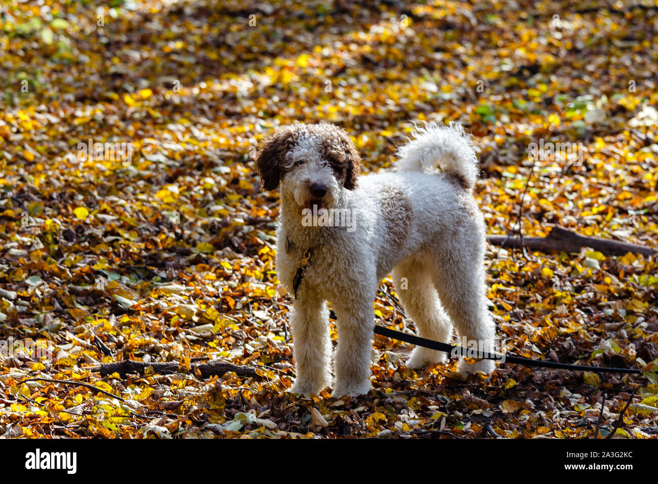 Fall dog walk hi-res stock photography and images - Alamy