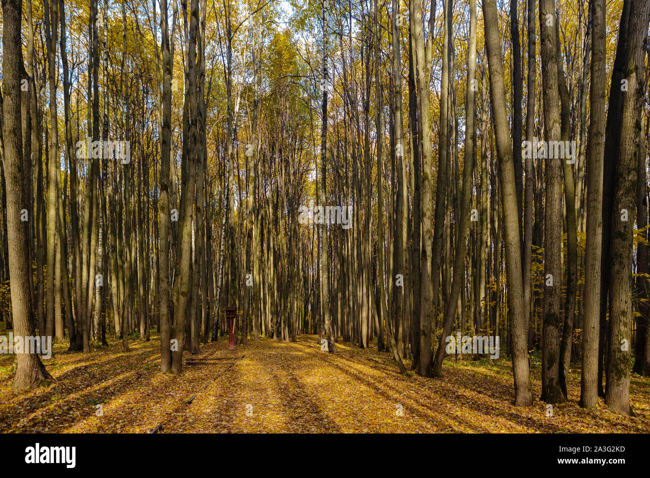 Long shadows from tall trees in deciduous forest on bright autumn day ...