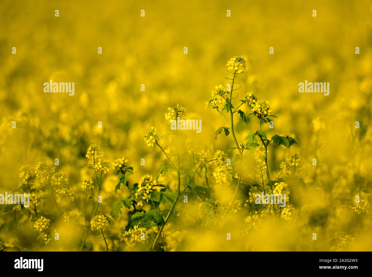 Freezes To Death High Resolution Stock Photography and Images - Alamy