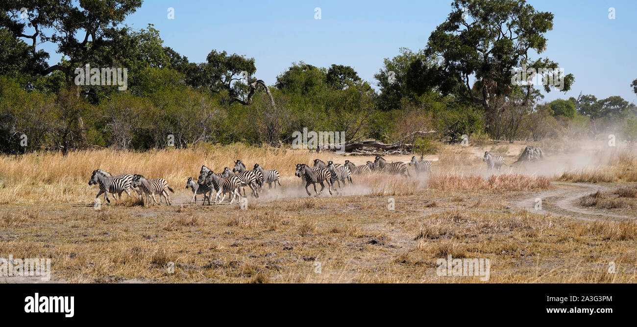 Stampeding Burchell's Zebras stunning animals seen whilst on safari ...