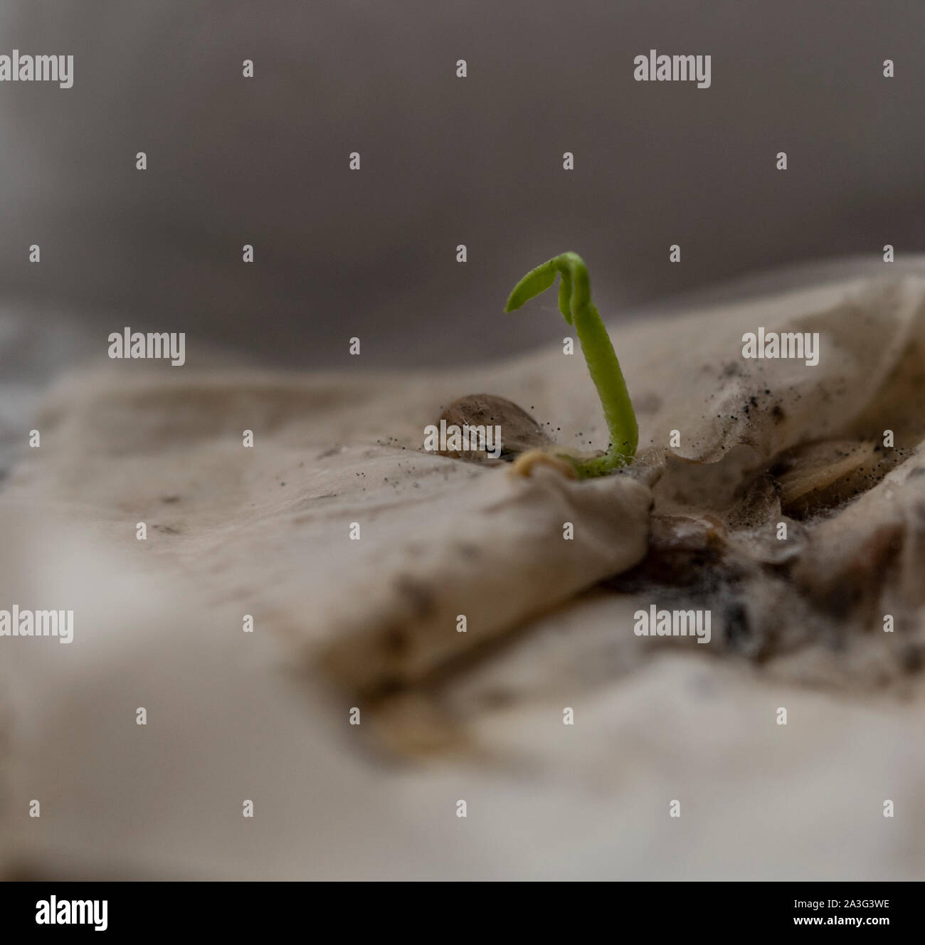 Lemon seedling hi-res stock photography and images - Alamy