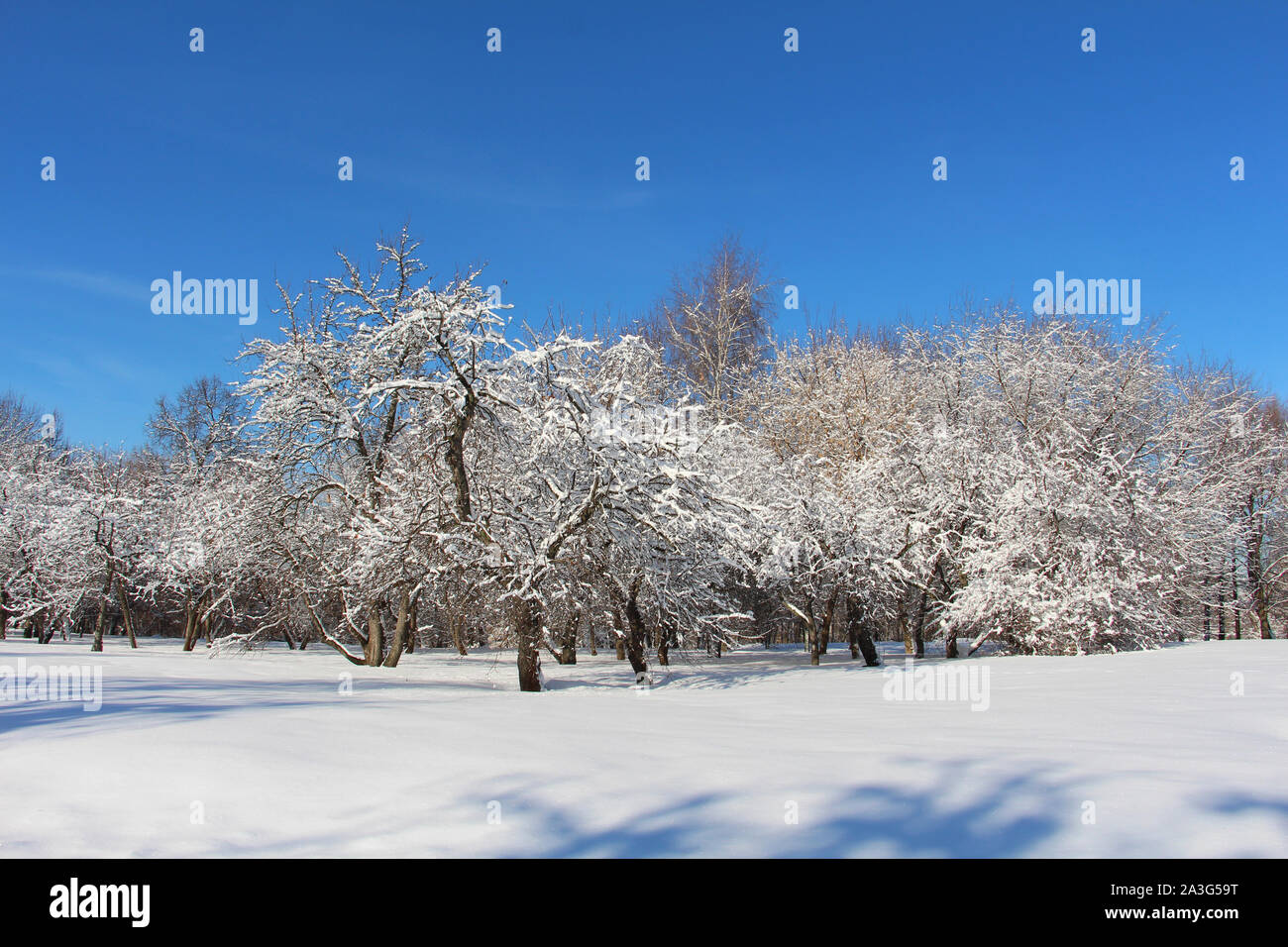 Beautiful trees covered in white snow. Winter park. Snow covers the ...