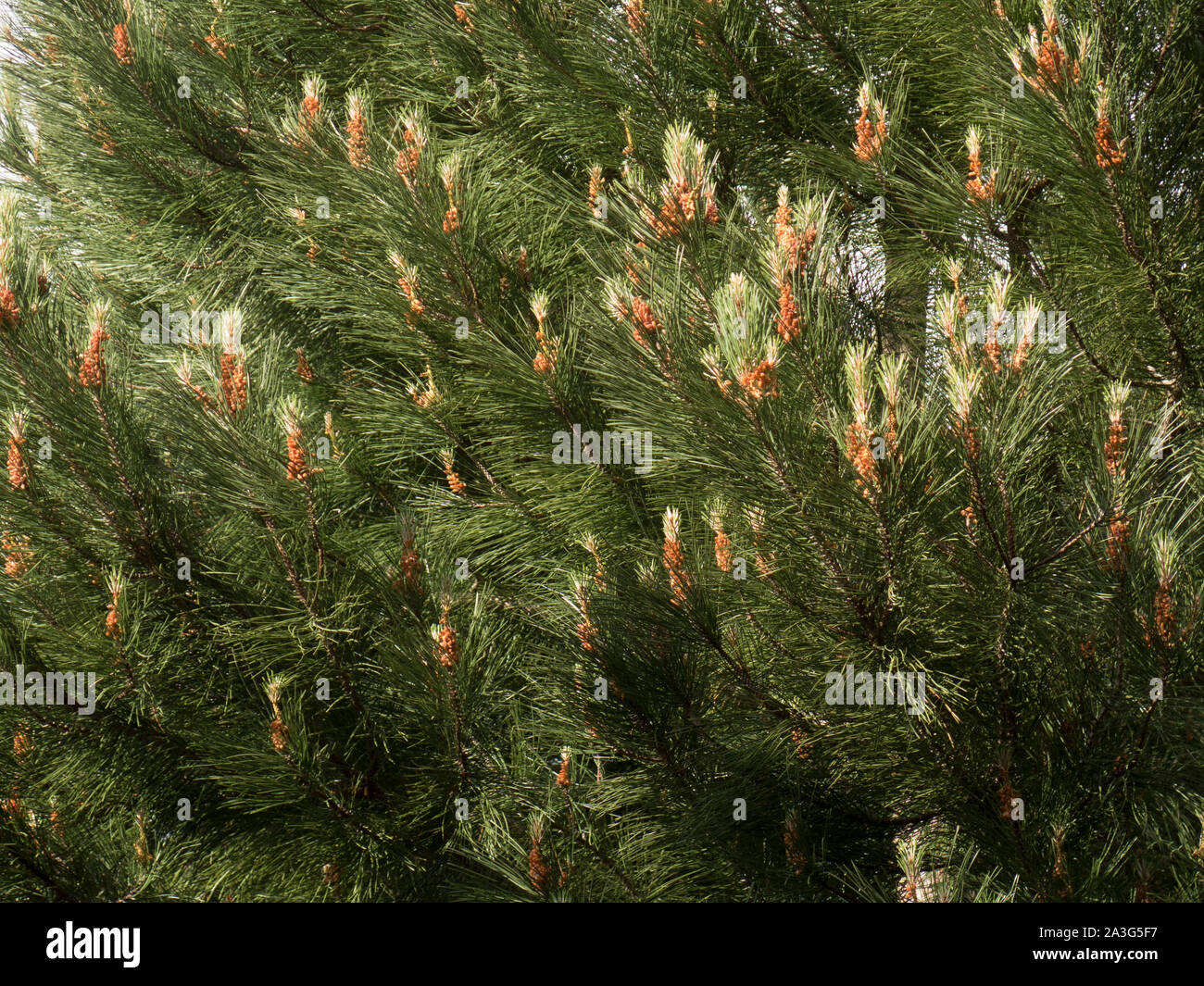 Rows Of Pine Tree High Resolution Stock Photography and Images - Alamy