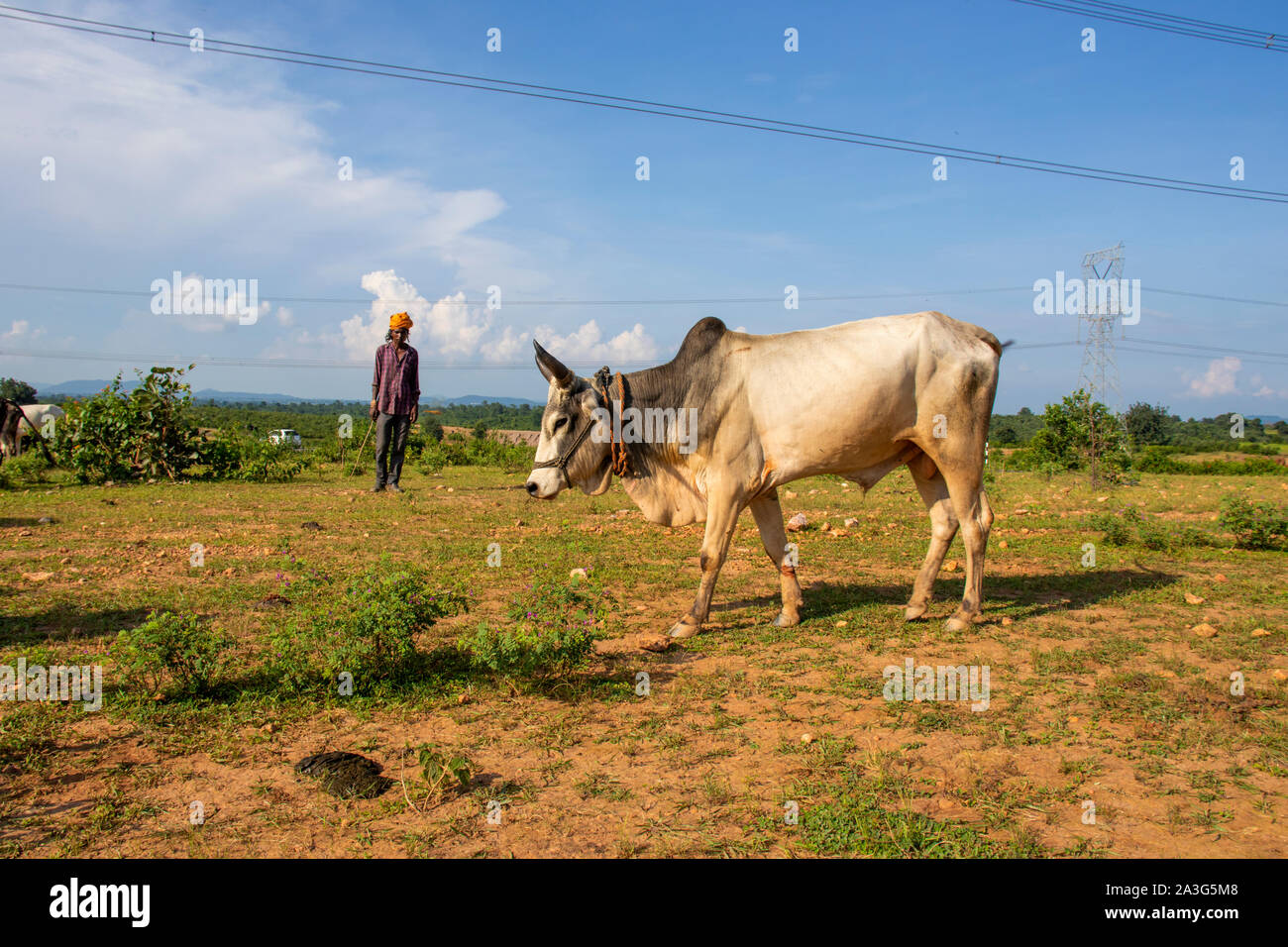 Indian cows hi-res stock photography and images - Alamy