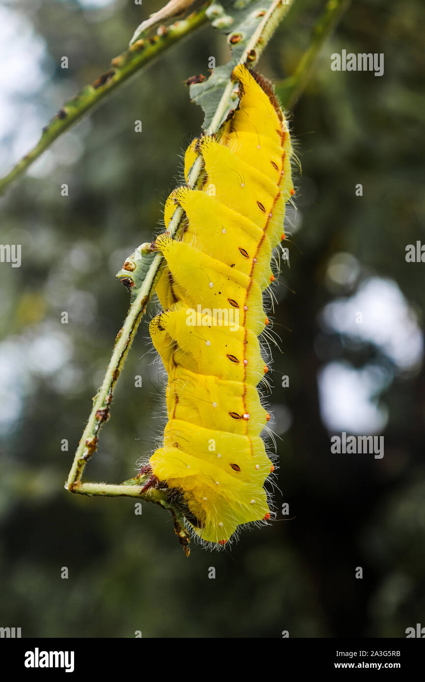 Tussah moth hi-res stock photography and images - Alamy