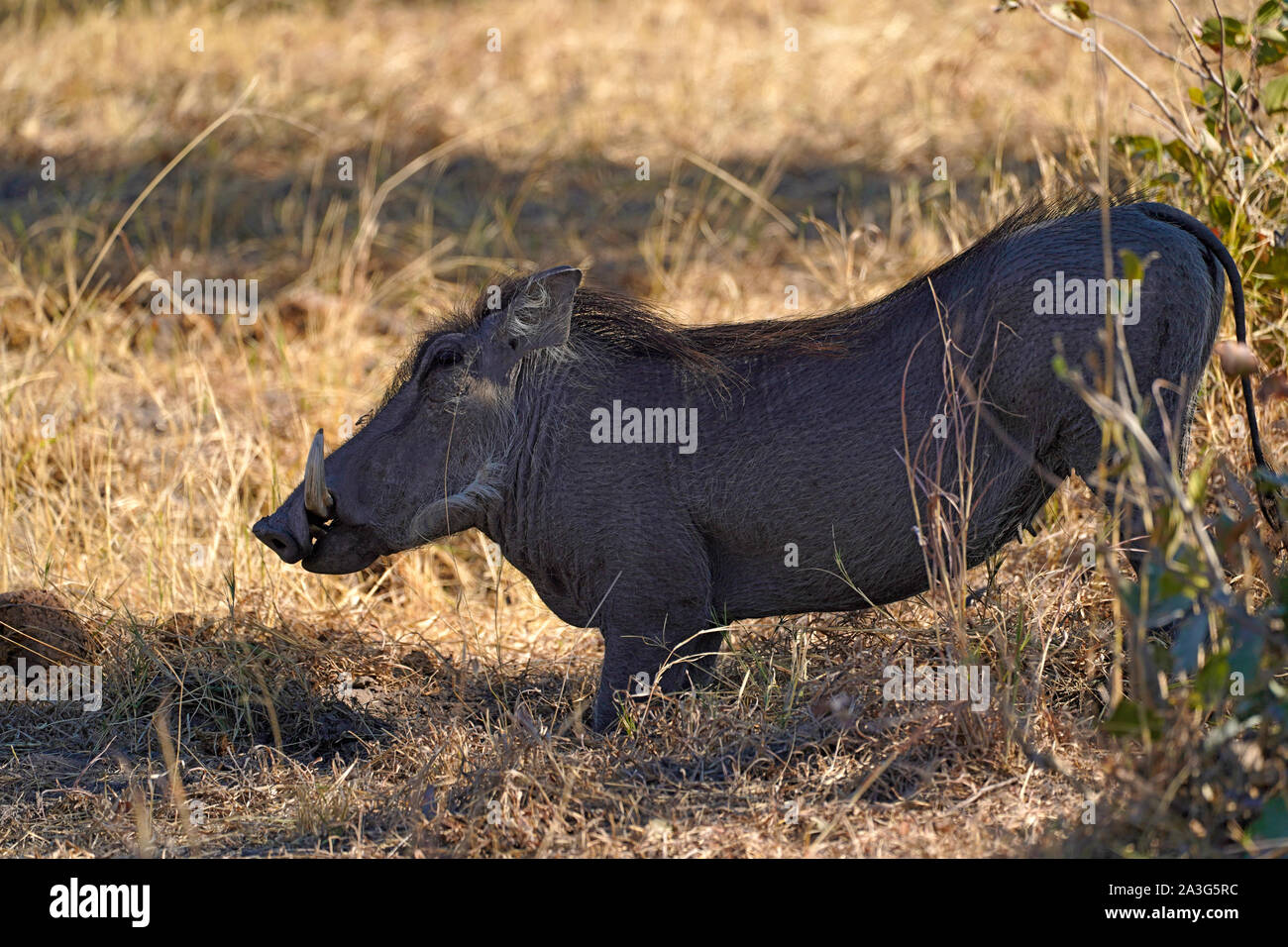 Grey Hogs High Resolution Stock Photography and Images - Alamy