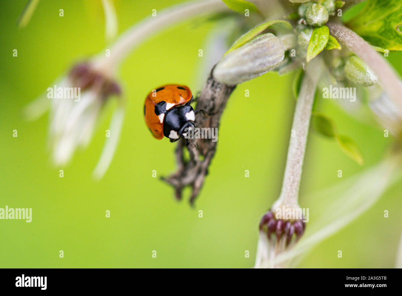 7 spotted lady bird hi-res stock photography and images - Alamy