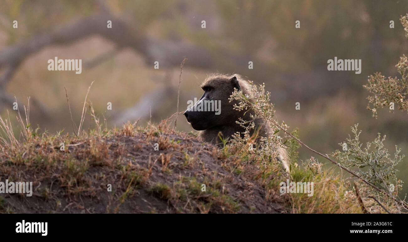 Olive Baboon primate living in his large family troop Stock Photo - Alamy