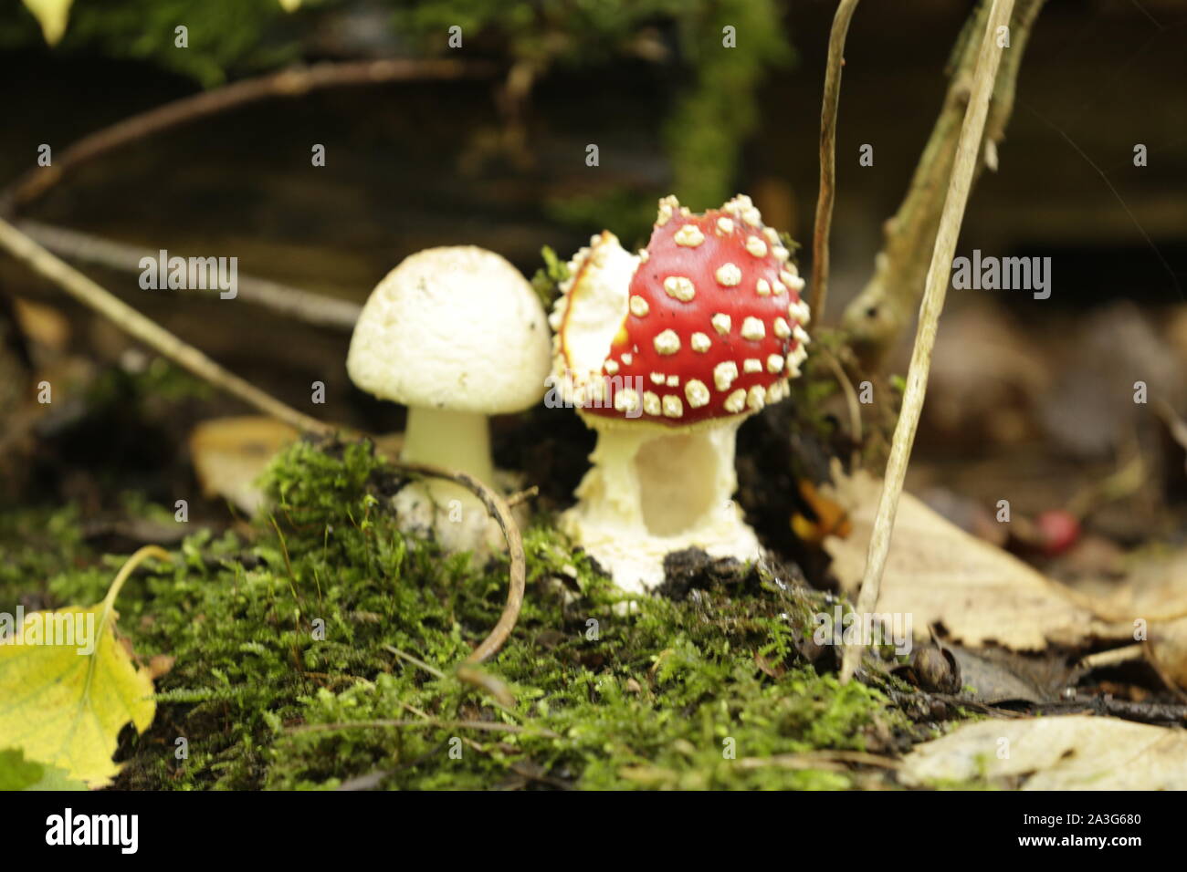 Fly agaric or amanita muscaria a colorful toad stool Stock Photo - Alamy