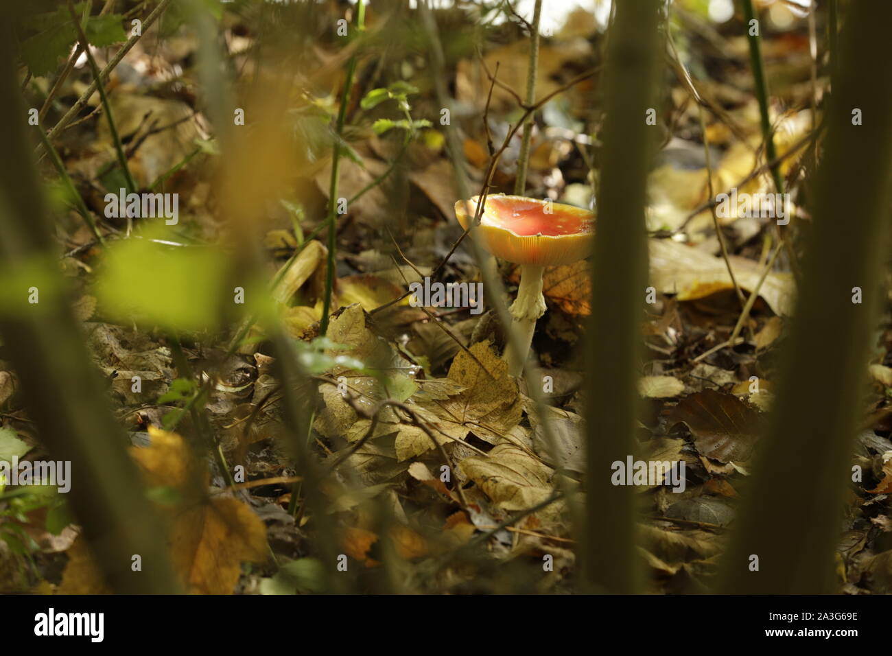 Fly agaric or amanita muscaria a colorful toad stool Stock Photo - Alamy