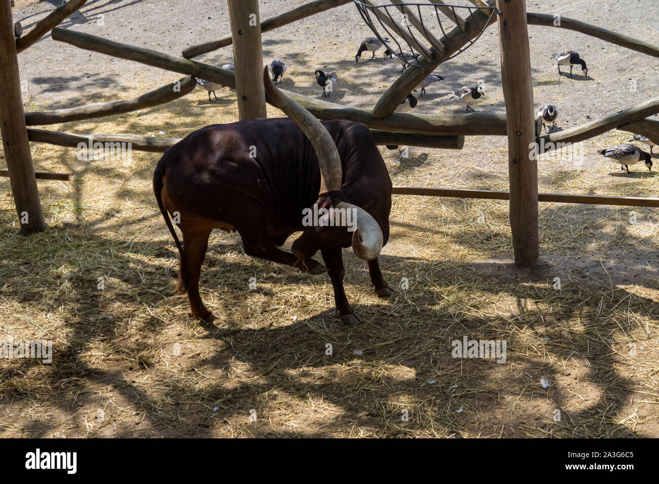 African cow lift his paw Stock Photo - Alamy