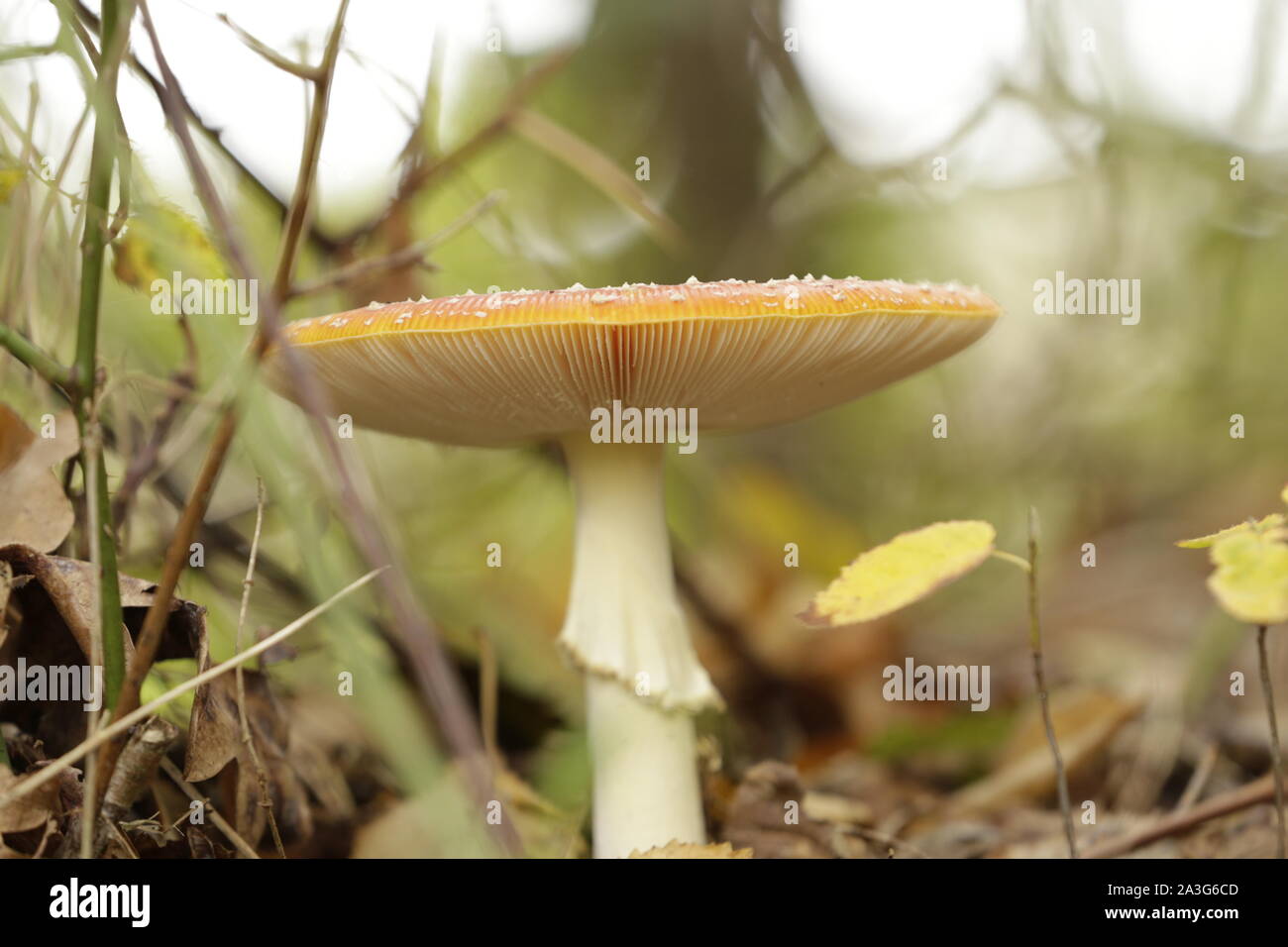 Fly agaric or amanita muscaria a colorful toad stool Stock Photo - Alamy