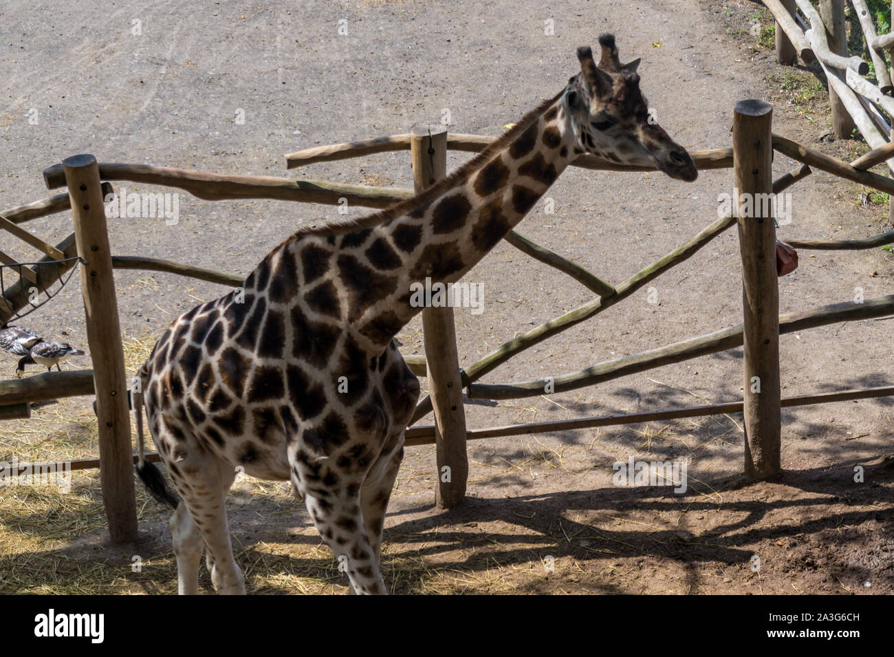 Giraffe seen from the side in the sand Stock Photo - Alamy