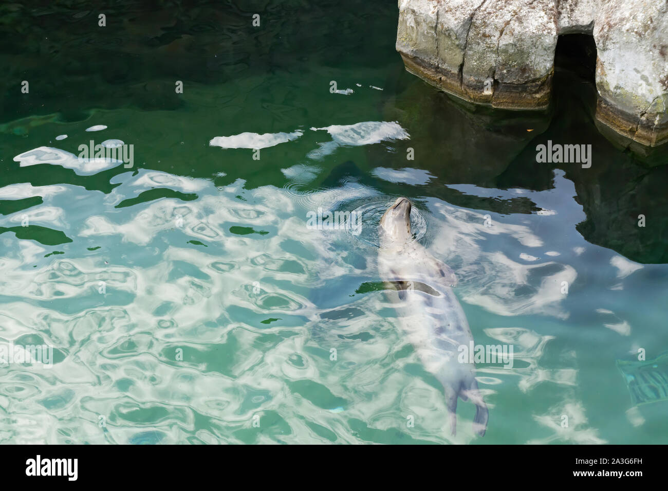 Seal swimming to rock hi-res stock photography and images - Alamy