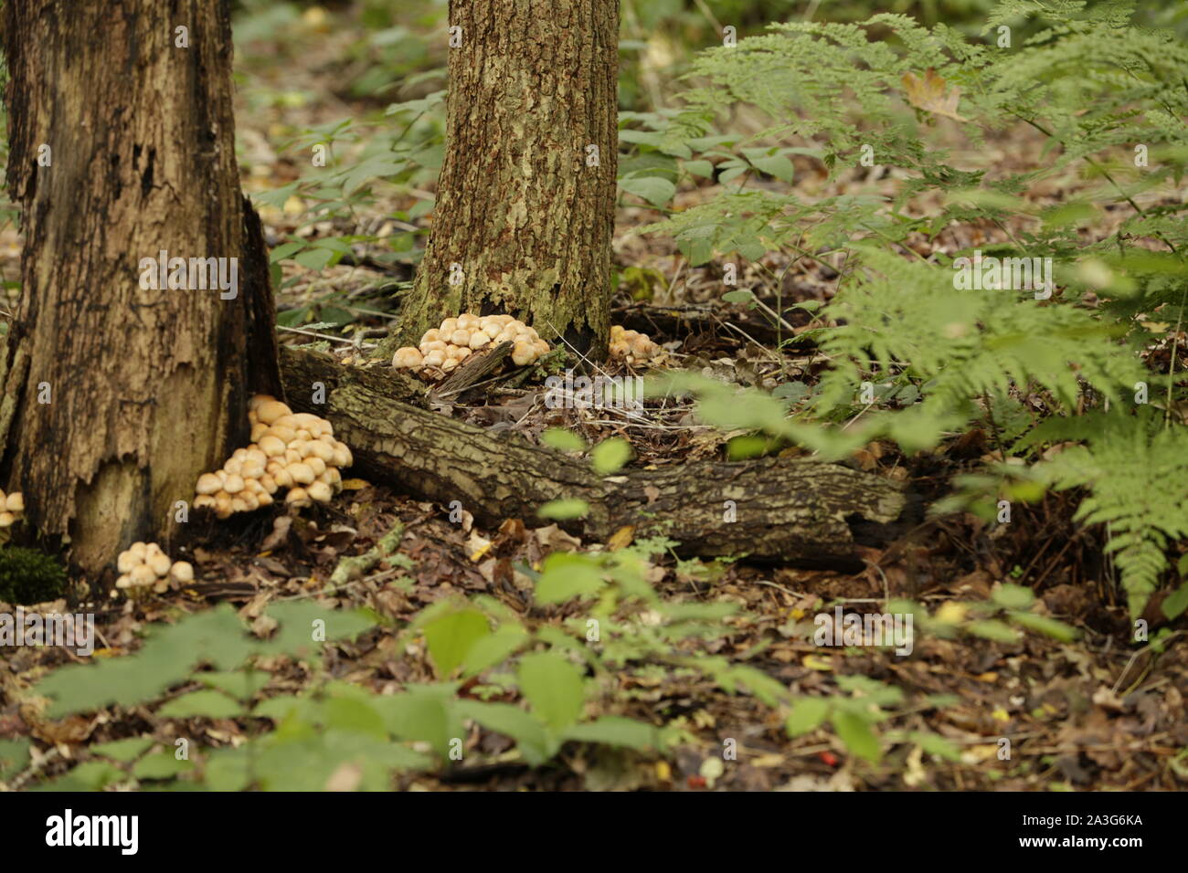 Sulfur tuft a common toad stool growing on trees Stock Photo - Alamy